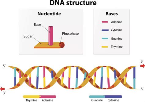 Genealogy Glossary Common Dna Terms Explained Myheritage Knowledge Base