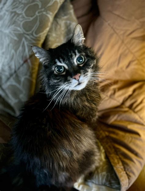 Joey Is Scouting New Locations For Napping Album On Imgur