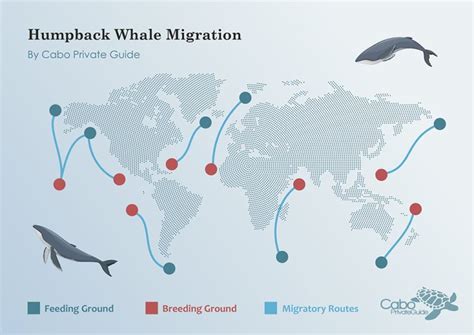 Whale Migration Routes