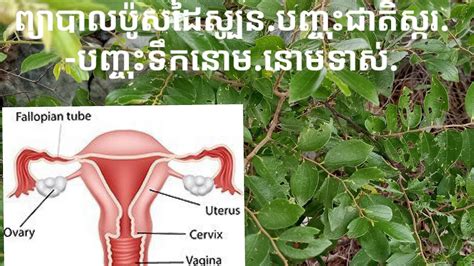 សង្ឃរ Khmer Remedy ជំងឺបូសក្នុងស្បូន បញ្ចុះជាតិស្ករ បញ្ចុះទឹកនោម Youtube