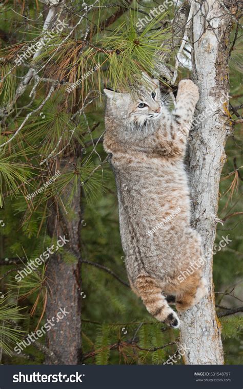 Bobcat Climbing Tree Winter Stock Photo Shutterstock