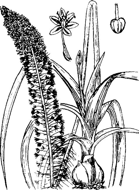 136 虎眼万年青 常见花卉 图片