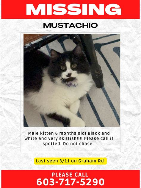 Missing Kitten Snowpond Rd Concord Nh Patch