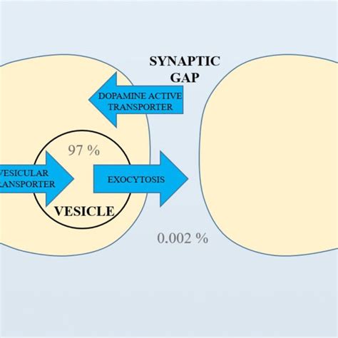 Schematic Representation Of Dopaminergic Synapse Download Scientific Diagram