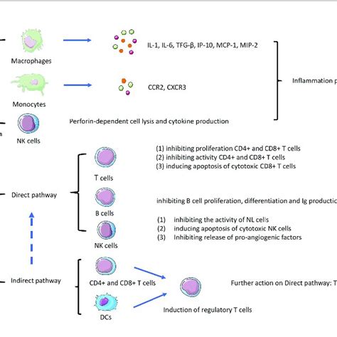 The Role Of HLA G In Controlling Rejection In Organ Transplantation Download Scientific