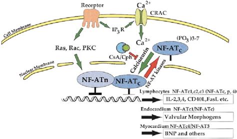 Calcineurin Inhibitor Semantic Scholar