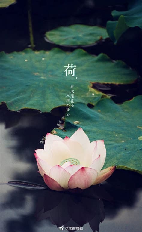 一方一净土一笑一尘缘一念一清净心是莲花开三千世界九天之内心若清净无处不是净土人生的悲欢离合酸甜苦辣皆系于心心态若安好有