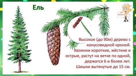 Хвойные деревья Online Presentation