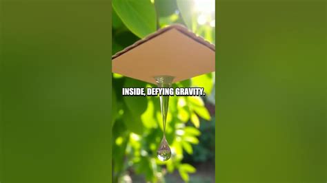 The Amazing Gravity Defying Water Trick Youtube