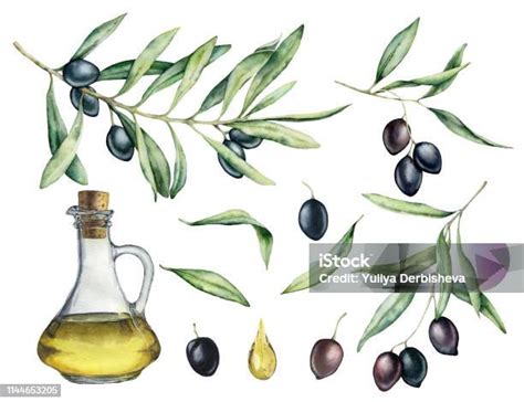 수채화는 검은 올리브 분기 및 오일과 병으로 설정 합니다 손으로 그려진 올리브 열매와 나무 가지 잎 흰색 배경에 고립 된 그림 디자인 인쇄 및 직물 올리브에 대한 스톡 벡터