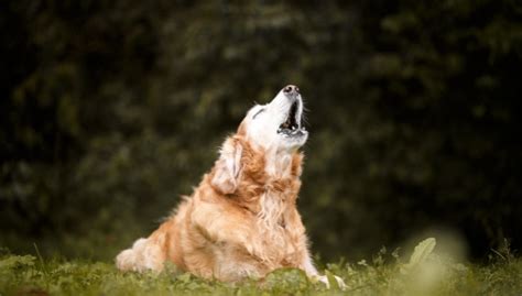 Il Cane Del Vicino Abbaia Troppo Hai Diritto Ad Un Risarcimento Danni