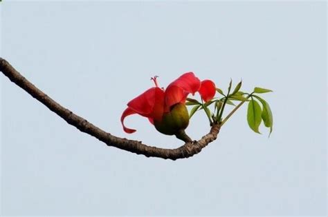 全國唯一以花名命名的城市，被譽為「花是一座城，城是一朵花」，你知道是哪嗎 每日頭條