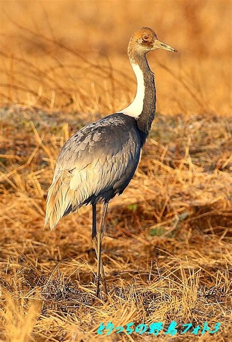 マナヅル 茨城県2 とりっちの野鳥フォト3