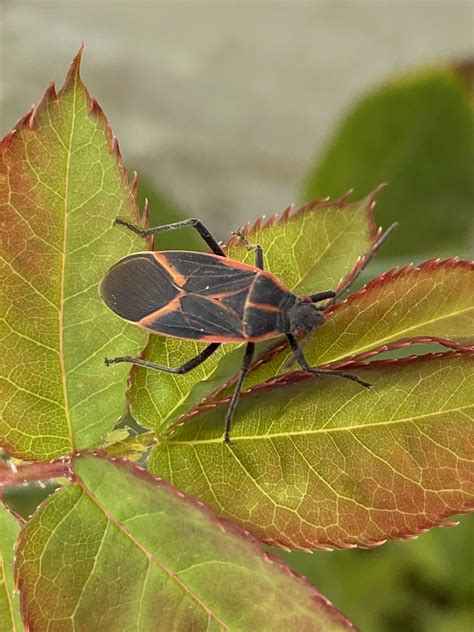 found this can anyone help me know what is it r whatsthisbug