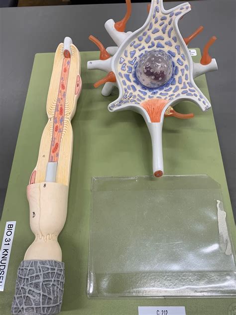 Neuron Model Diagram Quizlet