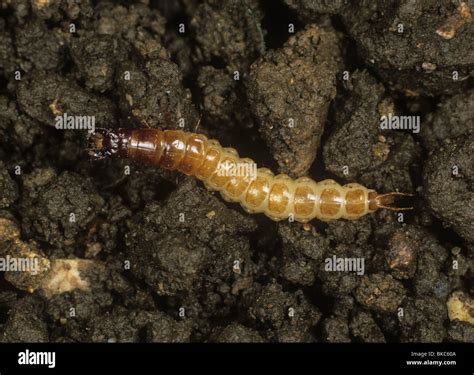 A Ground Beetle Larva Carabidae Unidentified Predator Of Small
