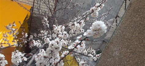 شکوفه بهاری عکس ویسگون