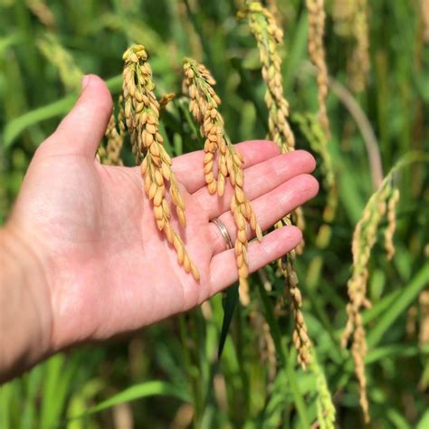 Rice Plant Harvest