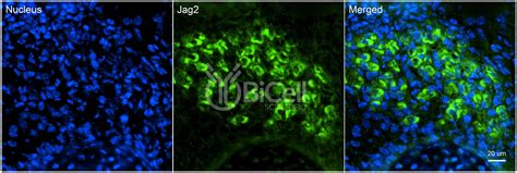 Jag2 Antibody Bicell Scientific®