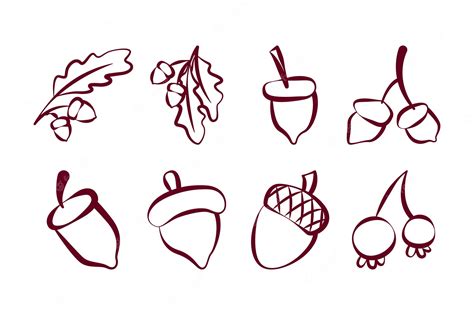 Premium Vector Lineart Of Various Oak Nut Acorns Set Isolated On White Background Elements For