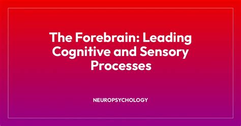 The Forebrain Leading Cognitive And Sensory Processes • Psychology Town