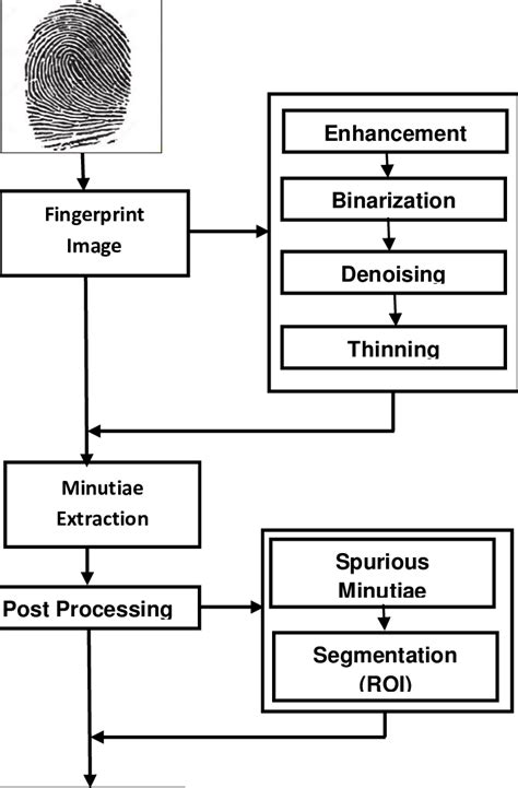 Fingerprint Image Capture And Processing Using Plainarized Region Of Download Scientific