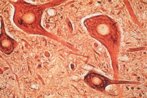 Nervous Tissues Lecture Flashcards Quizlet