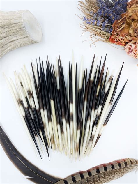 African Porcupine Quills