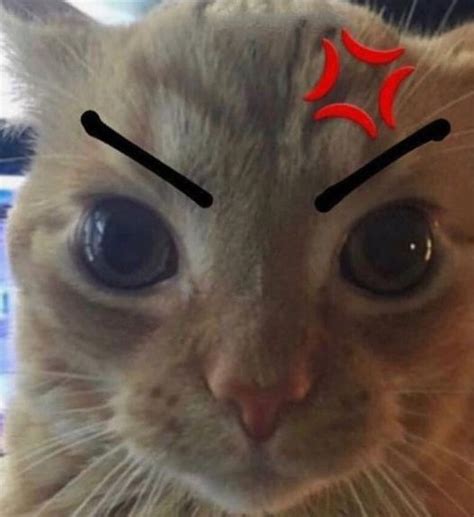 Ph N Ng C A Tao Kh M Ph V N H A Meme Y S Ng T O V Th V