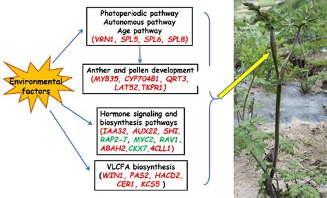 The Putative Genes Interaction Model For Early Bolting Of A Sinensis Download Scientific