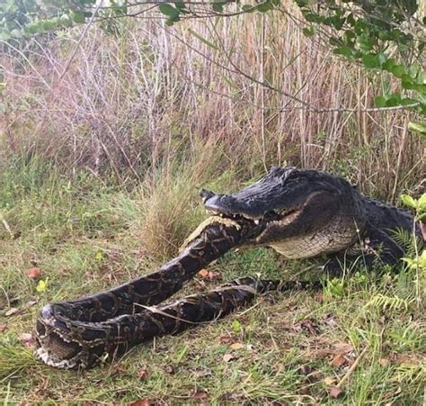Gator Controlling The Everglades Python Population Rhardcorenature Gator Controlling The Everglades Python Population Rhardcorenature