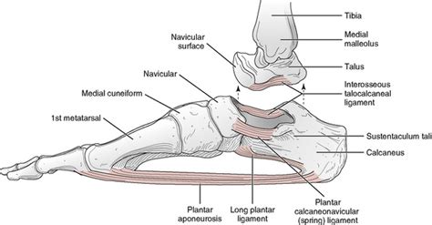 Sustentaculum Tali Anatomy Sustentaculum Tali Talar Shelf