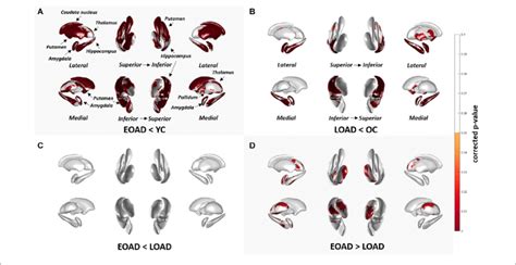 group comparison of shape of subcortical structures a b group wise