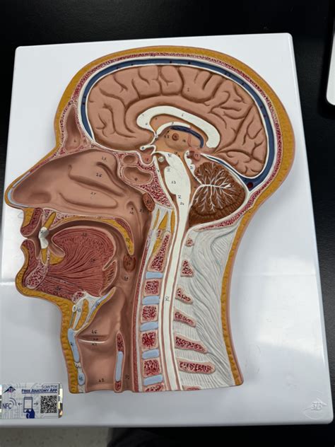 Respiratory System Sagittal Head Model Diagram Quizlet