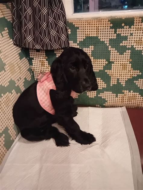 Puppy Girl Cocker Spaniel Puppies For Sale In Long Eaton Derbyshire
