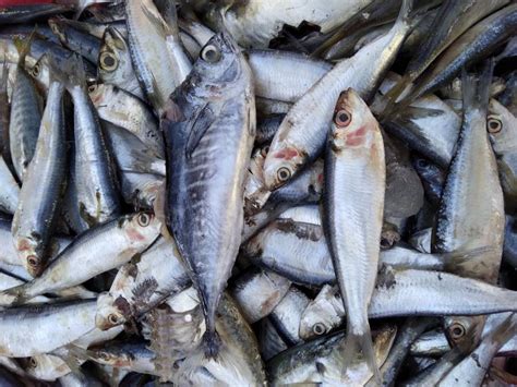 Marcel Kroese On Linkedin Tuna Too Good To Eat The Day After Wtf