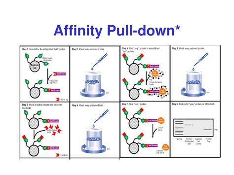 Ppt Proteomics And Bioinformatics Part Ii Powerpoint Presentation Id
