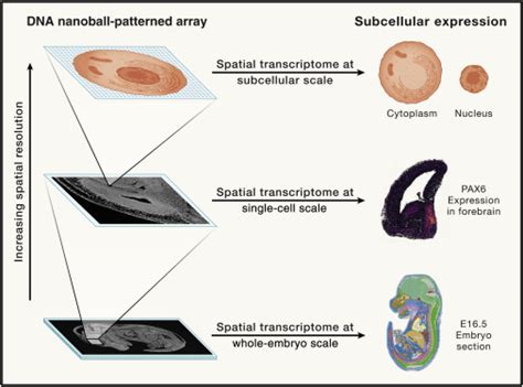 Mouse Organogenesis Atlas At Single Cell Resolution Cell