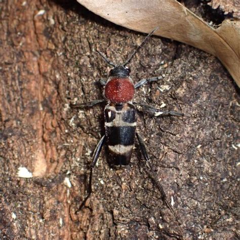 クビアカトラカミキリ はなもく散歩