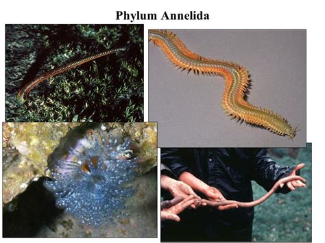 Marine Phylum Annelida