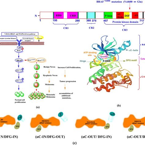 A Normal And Oncogenic Braf Signaling Pathway Notes Normal Download Scientific Diagram