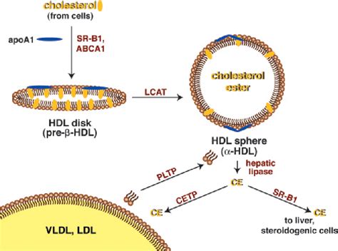 Figure 1 From Pivotal Role Of Abca1 In Reverse Cholesterol Transport