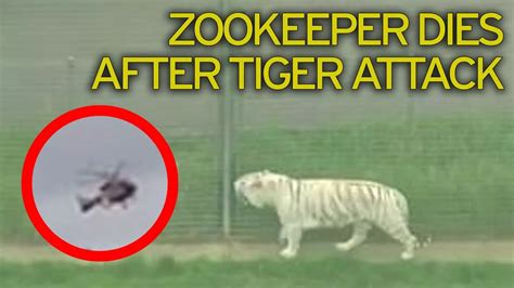 Female Zookeeper Killed After Horrific Tiger Attack In Enclosure At