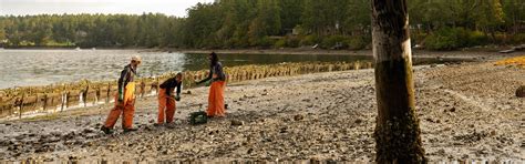 Guide To Shellfish Harvesting In Washington Oysters And More