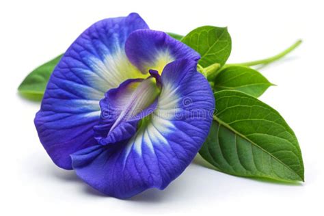 Clitoria Ternatea Or Aparajita Flowerisolated On White Background