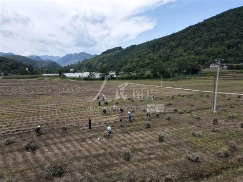贵州务川艾草产业助农增收 人民图片网
