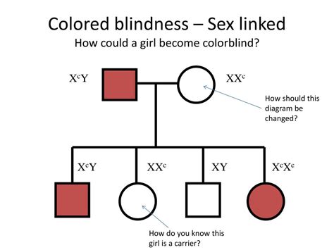 Ppt Non Mendelian Genetics Powerpoint Presentation Free Download