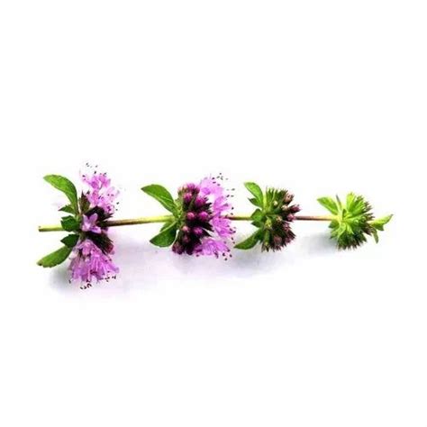 Pennyroyal Essential Oil For Food At Rs 1349 Kg In Noida Id 11002726833