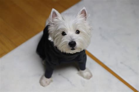 2021 알파아이콘 스노우 독 가드 네이버 블로그