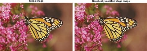 Stego Image After Application Of Ga Download Scientific Diagram